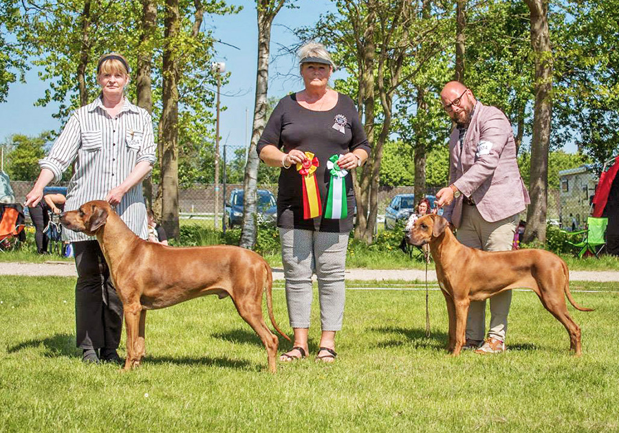 Rhodesian Ridgeback Kenai